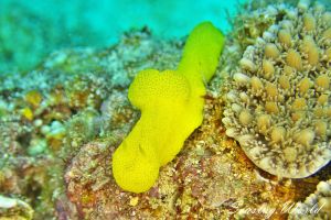 レモンウミウシ Notodoris citrina | 世界のウミウシ