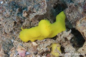 レモンウミウシ Notodoris citrina | 世界のウミウシ