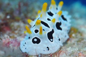 ババイボウミウシ Phyllidia babai | 世界のウミウシ