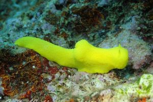 レモンウミウシ Notodoris citrina | 世界のウミウシ