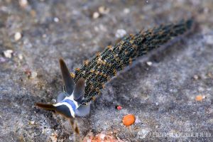 オオミノウミウシ小目 Parvorder Aeolidida | 世界のウミウシ