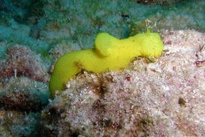 レモンウミウシ Notodoris citrina | 世界のウミウシ
