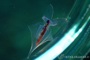 ウキビシガイ Clio pyramidata | 世界のウミウシ