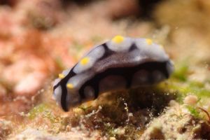 ウィランイボウミウシ Phyllidia willani | 世界のウミウシ