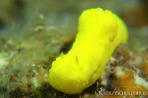 レモンウミウシ Notodoris citrina | 世界のウミウシ