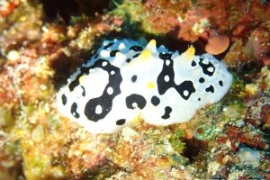 ババイボウミウシ Phyllidia babai | 世界のウミウシ