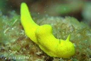 レモンウミウシ Notodoris citrina | 世界のウミウシ