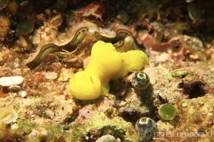 レモンウミウシ Notodoris citrina | 世界のウミウシ