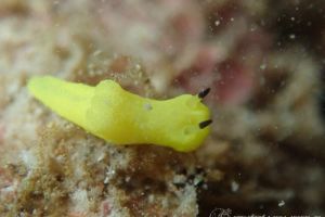 レモンウミウシ Notodoris citrina | 世界のウミウシ