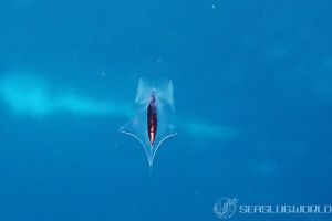 ウキビシガイ Clio pyramidata | 世界のウミウシ