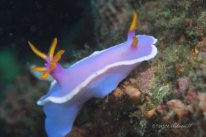 カグヤヒメウミウシ Hypselodoris variobranchia | 世界のウミウシ