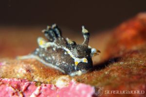 クロコソデウミウシ Polycera hedgpethi | 世界のウミウシ