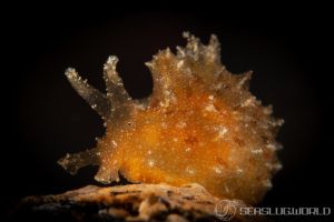 フウセンウミウシ Notarchus indicus | 世界のウミウシ