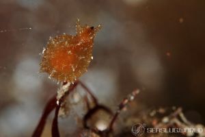 フウセンウミウシ Notarchus indicus | 世界のウミウシ