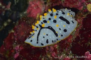 ウィランイボウミウシ Phyllidia willani | 世界のウミウシ