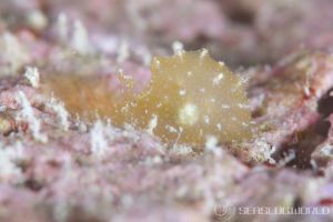 フウセンウミウシ Notarchus indicus | 世界のウミウシ