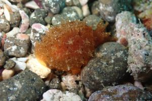 フウセンウミウシ Notarchus indicus | 世界のウミウシ