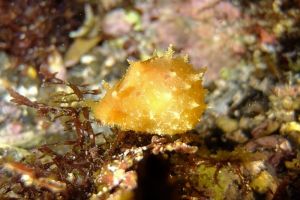 フウセンウミウシ Notarchus indicus | 世界のウミウシ