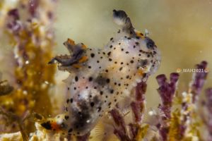 コソデウミウシ Polycera abei | 世界のウミウシ