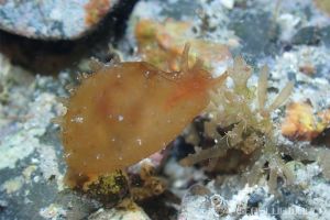 フウセンウミウシ Notarchus indicus | 世界のウミウシ