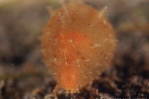 フウセンウミウシ Notarchus indicus | 世界のウミウシ