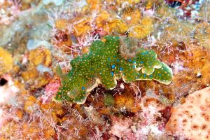 ヨセナミウミウシ Miamira sinuata | 世界のウミウシ