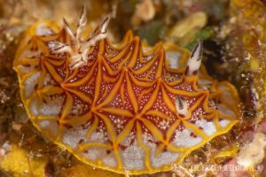 モザイクウミウシ Halgerda tessellata | 世界のウミウシ