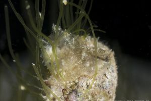 フウセンウミウシ Notarchus indicus | 世界のウミウシ