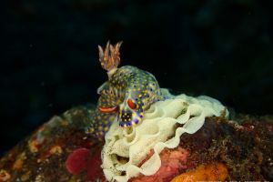 オダカホシゾラウミウシ Hypselodoris roo | 世界のウミウシ