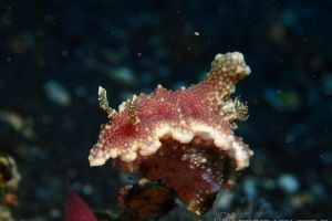 ヨセナミウミウシ Miamira sinuata | 世界のウミウシ