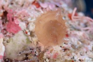 フウセンウミウシ Notarchus indicus | 世界のウミウシ