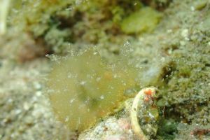 フウセンウミウシ Notarchus indicus | 世界のウミウシ