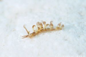 ムロトミノウミウシ Phyllodesmium macphersonae | 世界のウミウシ