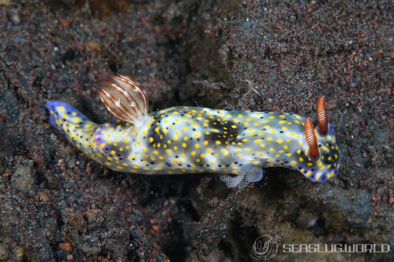 オダカホシゾラウミウシ Hypselodoris roo | 世界のウミウシ