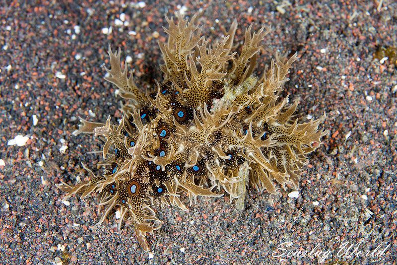 フレリトゲアメフラシ Bursatella leachii leachii | 世界のウミウシ