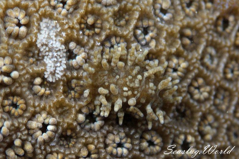 アワユキウミウシ Pinufius rebus | 世界のウミウシ