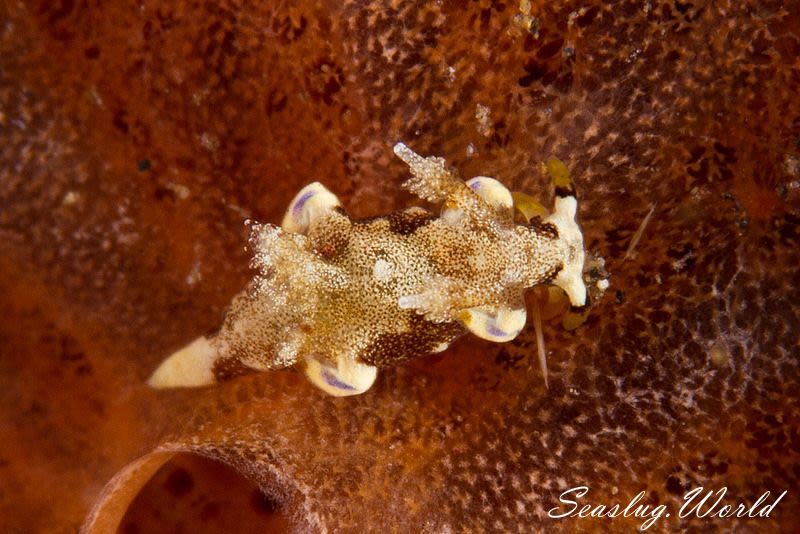 アオモンツガルウミウシ Trapania palmula | 世界のウミウシ