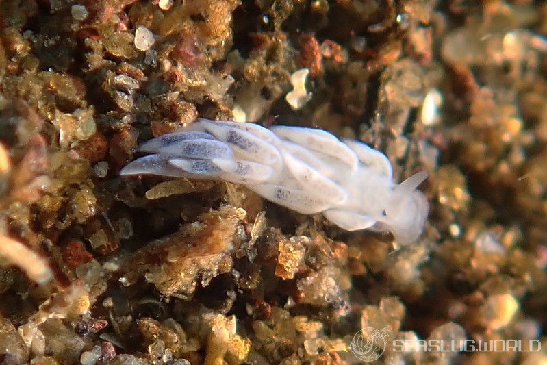 シロタエミノウミウシ属の一種 1 Tenellia sp. 1 | 世界のウミウシ