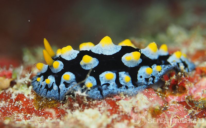 フリエリイボウミウシ Phyllidia picta | 世界のウミウシ