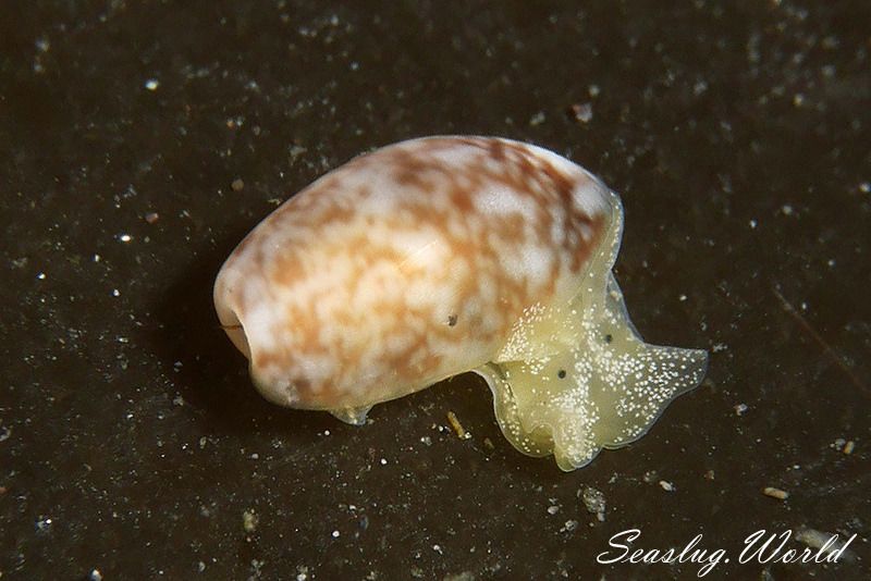 ナツメガイ属の一種 1 Bulla sp. 1 | 世界のウミウシ