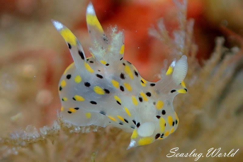 ミズタマウミウシ Thecacera pennigera | 世界のウミウシ
