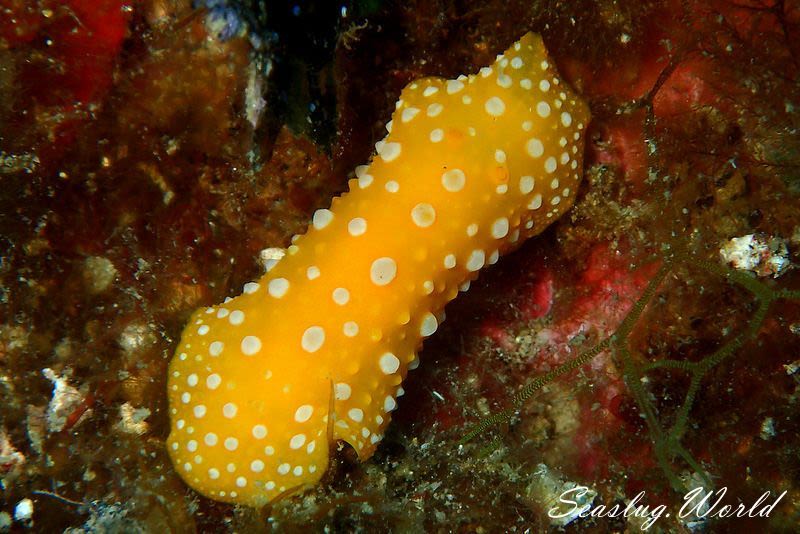 フィリディア・フラヴァ Phyllidia flava | 世界のウミウシ