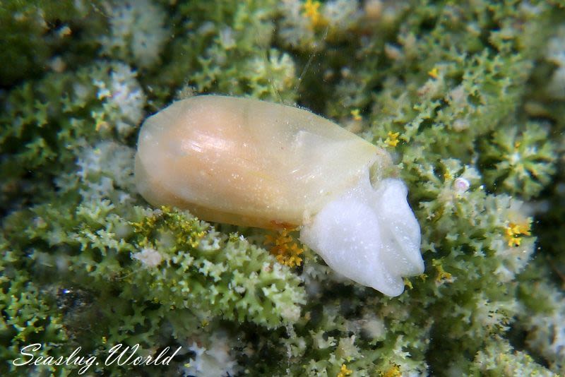 イワヅタブドウガイ Ascobulla japonica | 世界のウミウシ