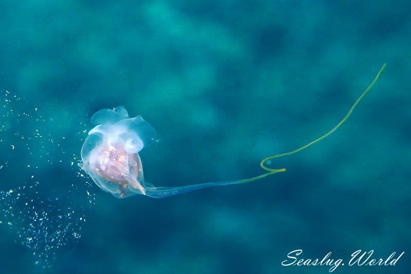 クリイロカメガイ Cavolinia uncinata | 世界のウミウシ