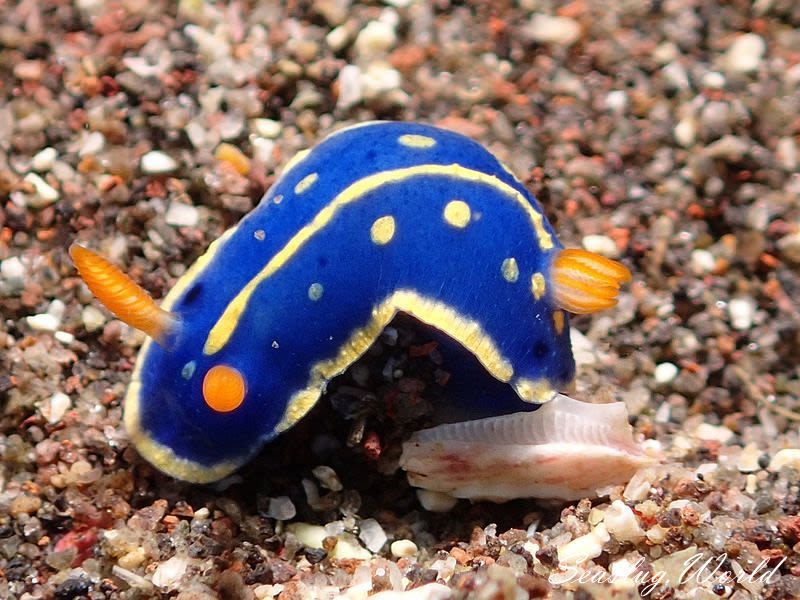 アオウミウシ Hypselodoris festiva | 世界のウミウシ