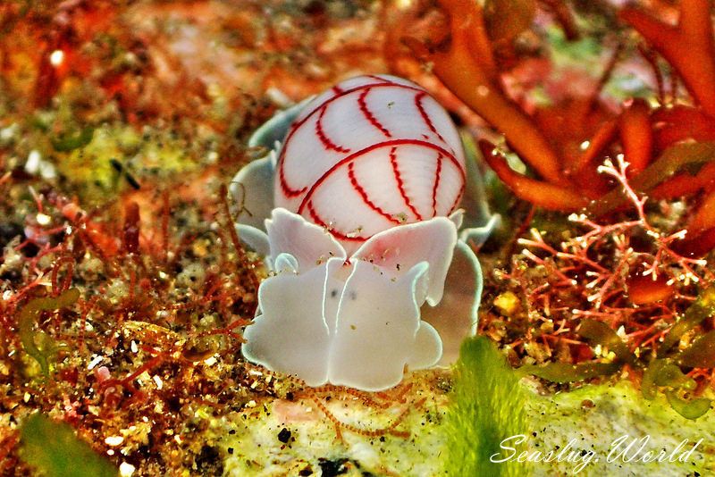 ベニシボリ Bullina lineata | 世界のウミウシ