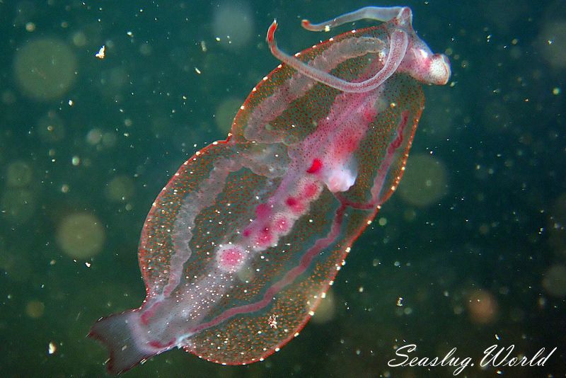 Phylliroe bucephala Péron & Lesueur, 1810 | SEASLUG.WORLD