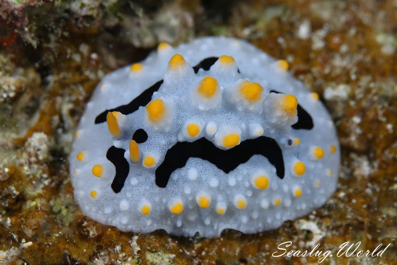 ウィランイボウミウシ Phyllidia willani | 世界のウミウシ