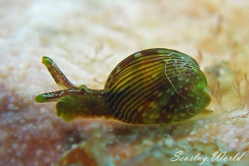 ゼブラユリヤガイ Julia zebra | 世界のウミウシ