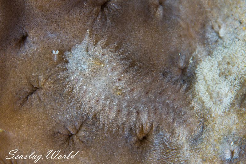 ランソンミノウミウシ Aeolidiopsis ransoni | 世界のウミウシ